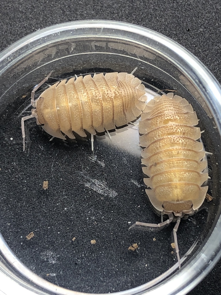 Armadillidium scaberrimum from Put Borka, Omiš, County of Split ...