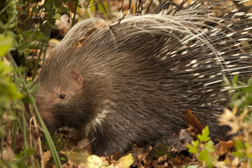 Crested Porcupine (Hystrix cristata) - Know Your Mammals