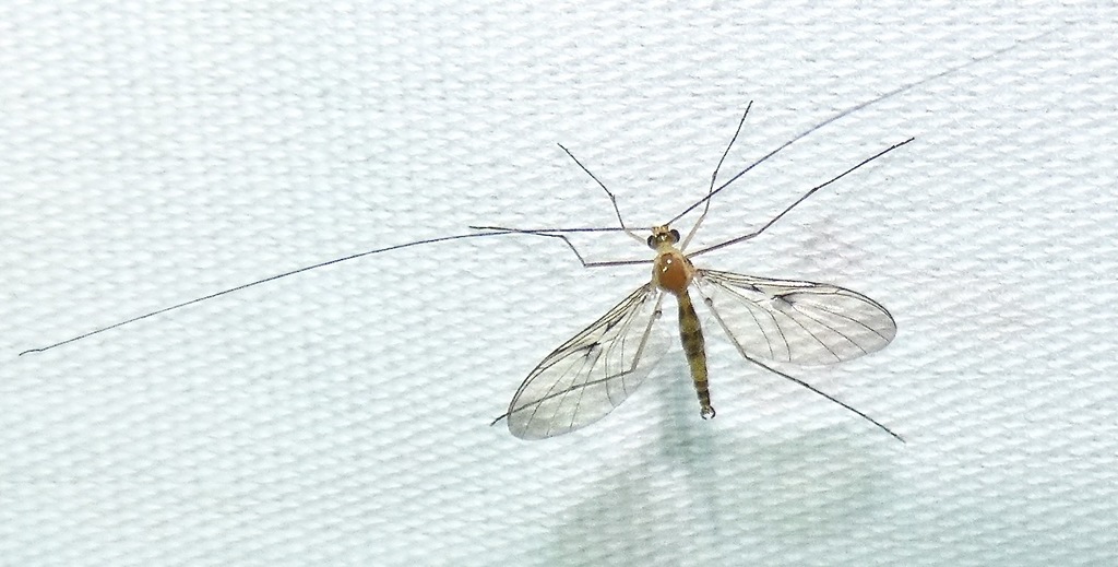 Macrocera inconcinna from Talbot County, MD, USA on April 10, 2021 at ...