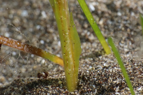 Genus Latreutes · iNaturalist