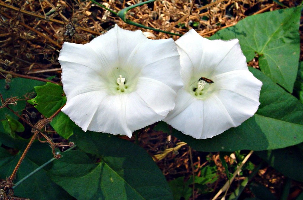 Hedge Bindweed (NPS National Capital Region Wildflowers ) · iNaturalist