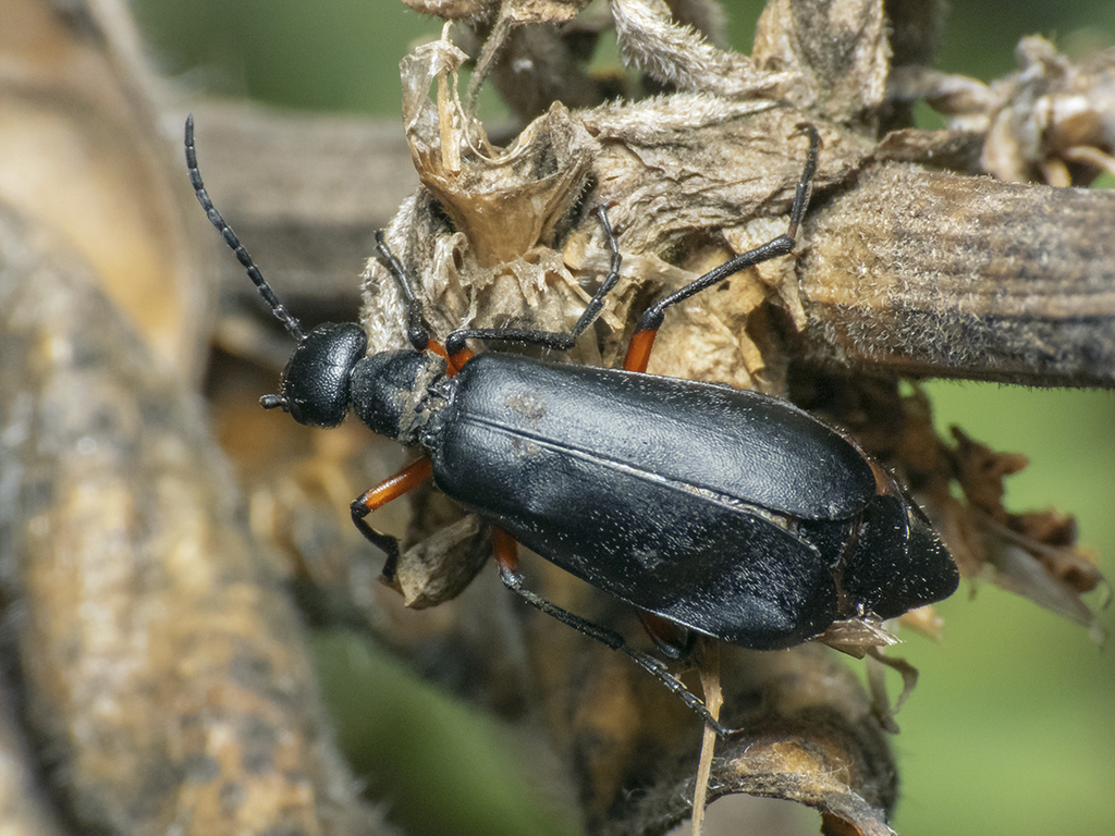 Epicauta pilme from Concepcion, Bío Bío, Chile on April 9, 2021 at 02: ...