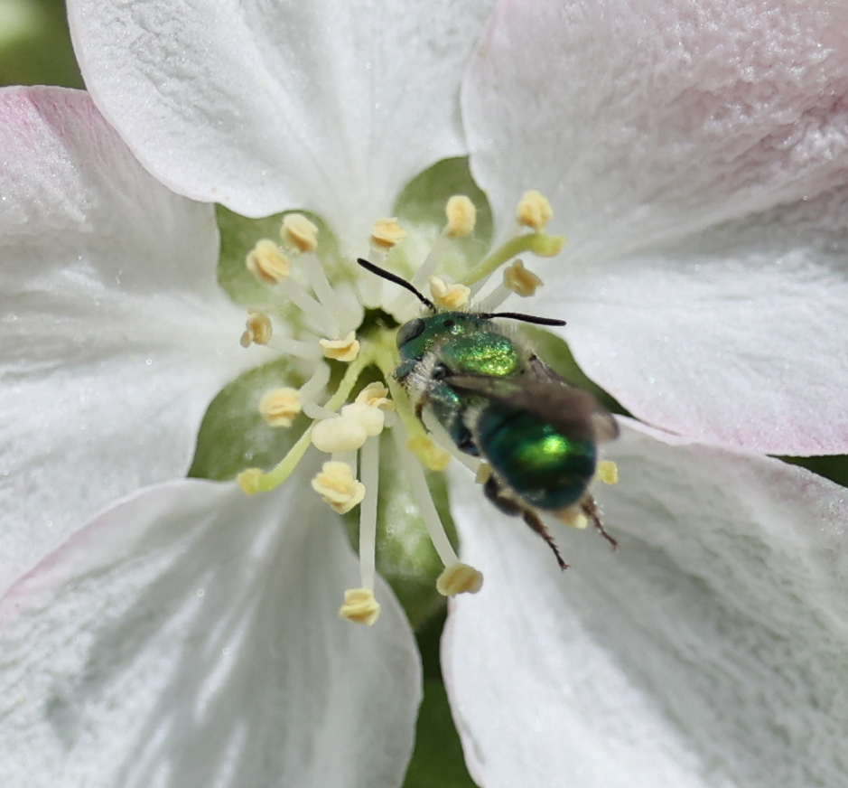Mason Bees from Home, Town of Cochiti Lake, Sandoval County, NM, USA on ...