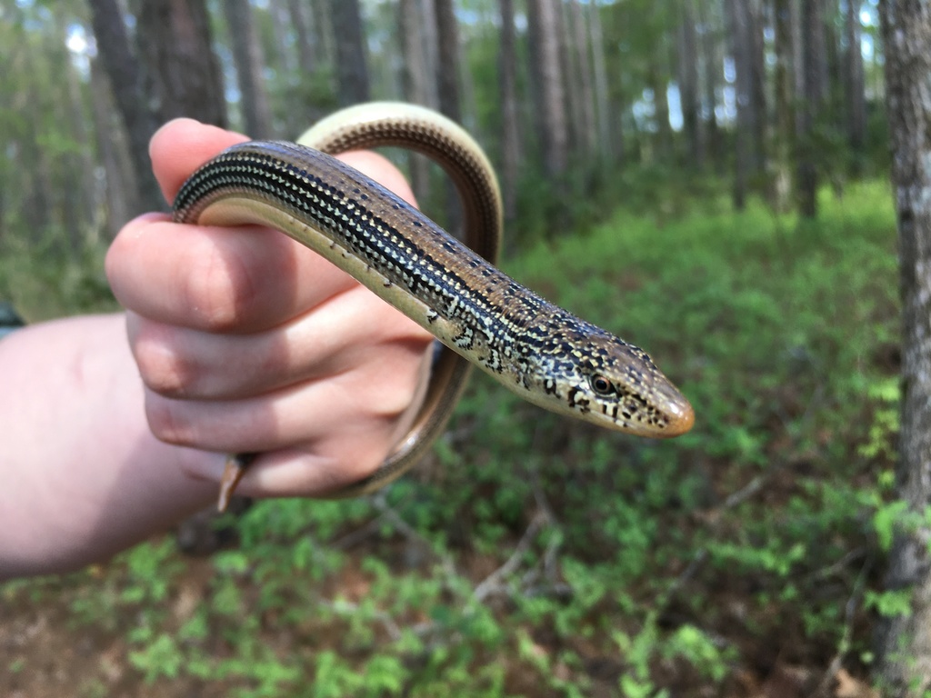 Eastern Glass Lizard from Camp Leach Rd, Washington, NC, US on April 12 ...