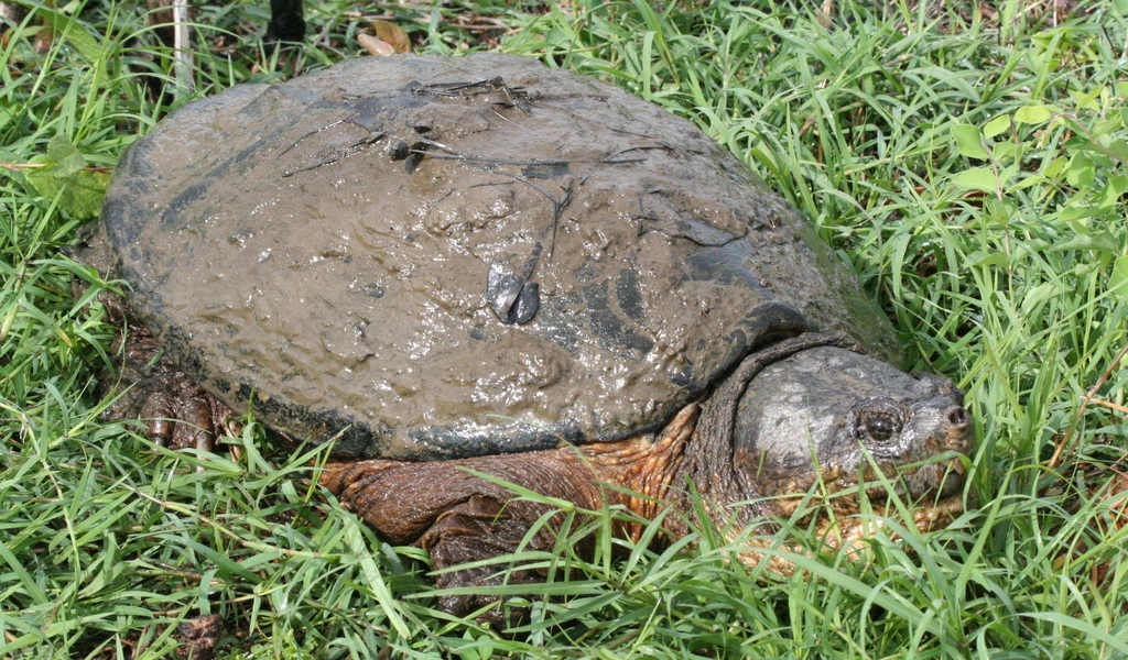 Common Snapping Turtle from Scraper, OK 74464, USA on April 29, 2006 at ...