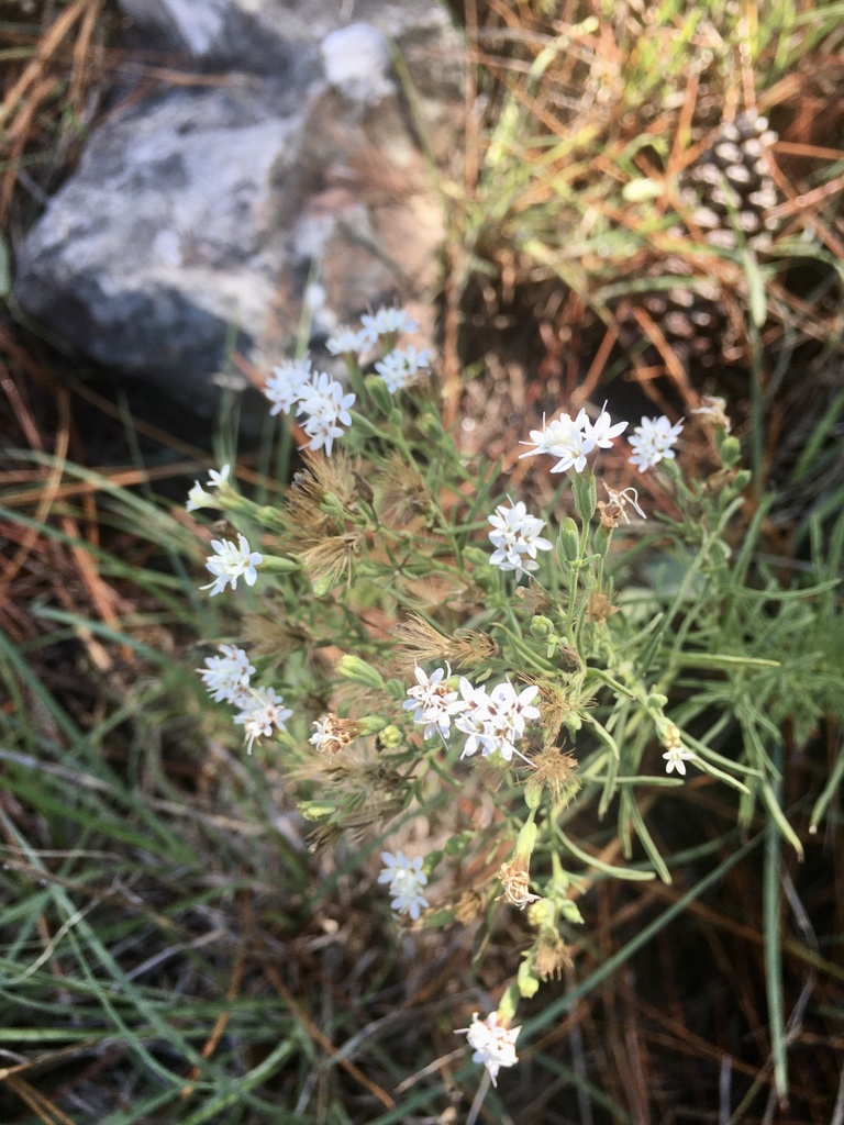 Stevia multiaristata from Lago de Paso Palmar, Rio Negro, UY on April ...