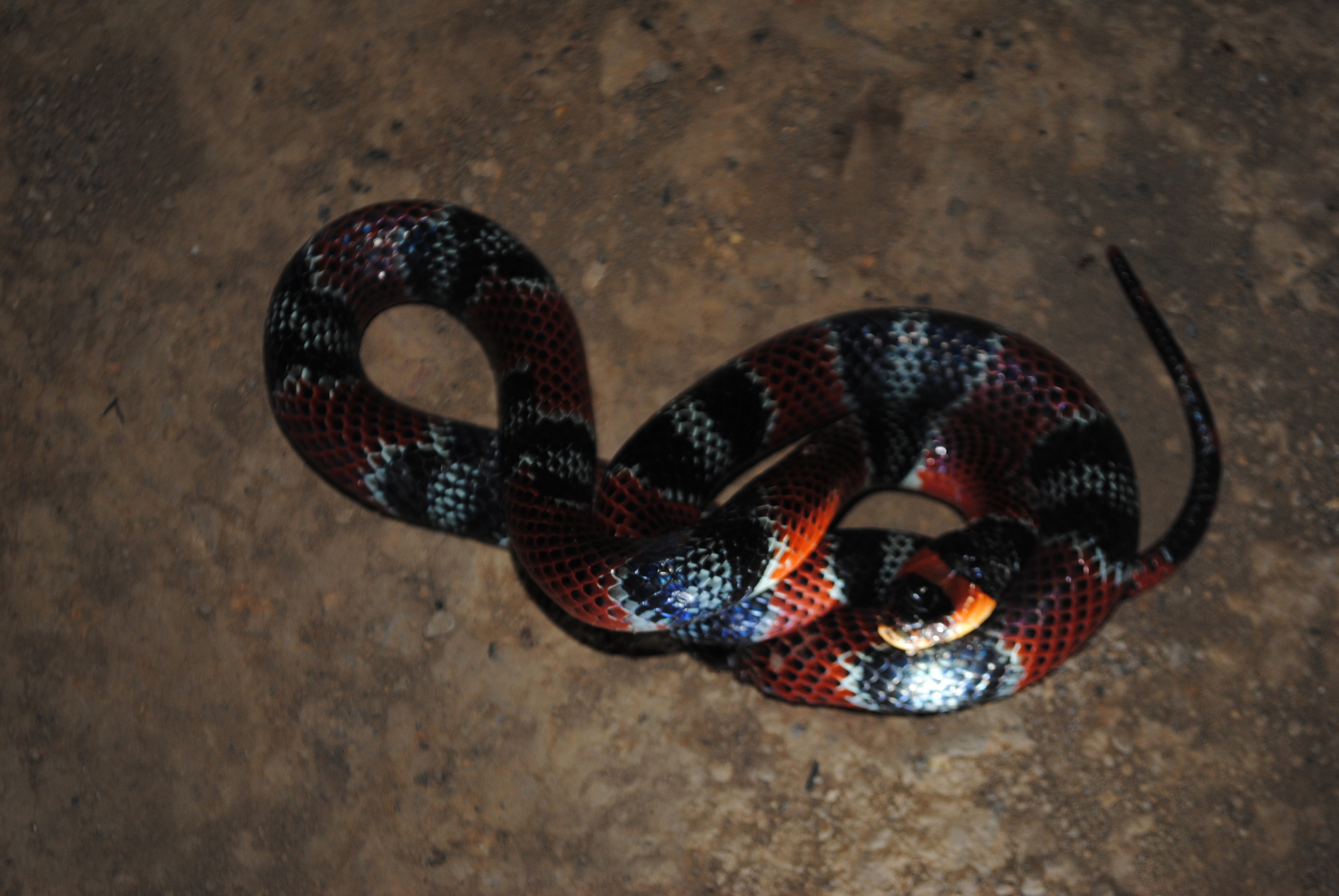 Erythrolamprus mimus (Cope, 1868)