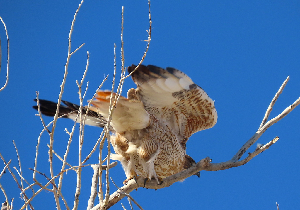 Red-tailed × Ferruginous Hawk from Alamosa County, CO, USA on April 11 ...