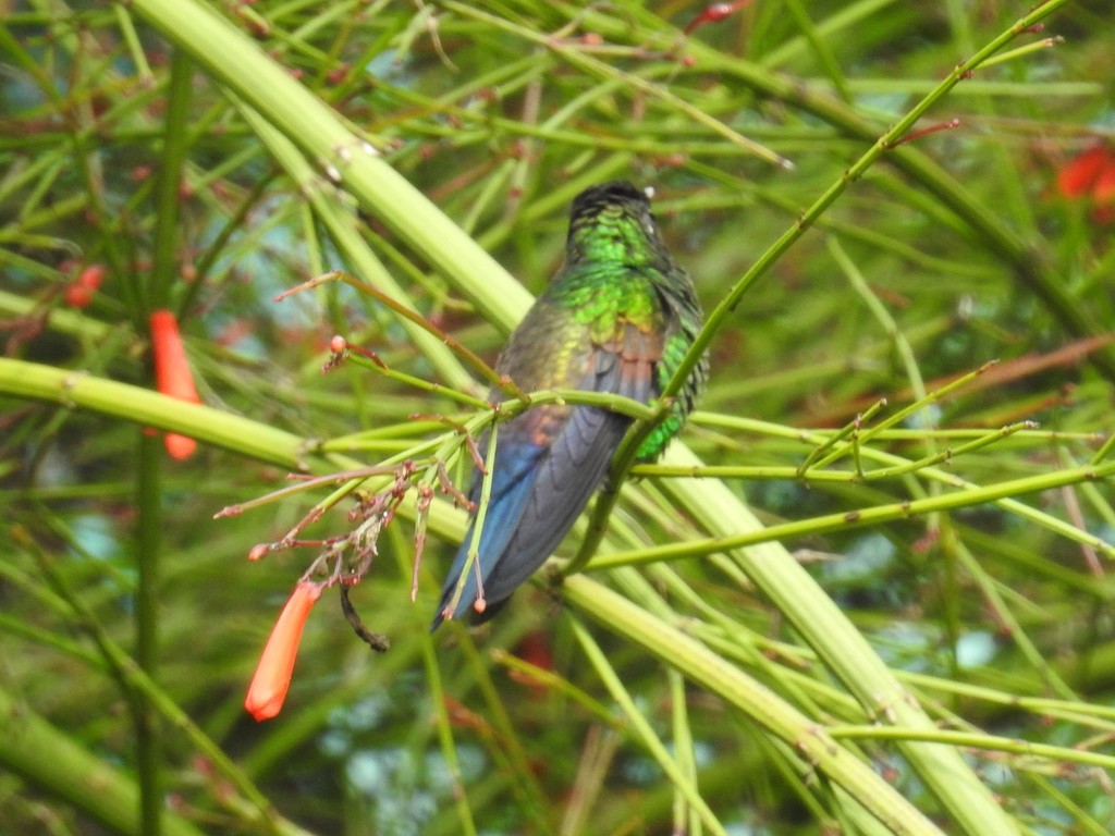 Blue-tailed Hummingbird from Finca Patrocinio on April 10, 2021 at 09: ...