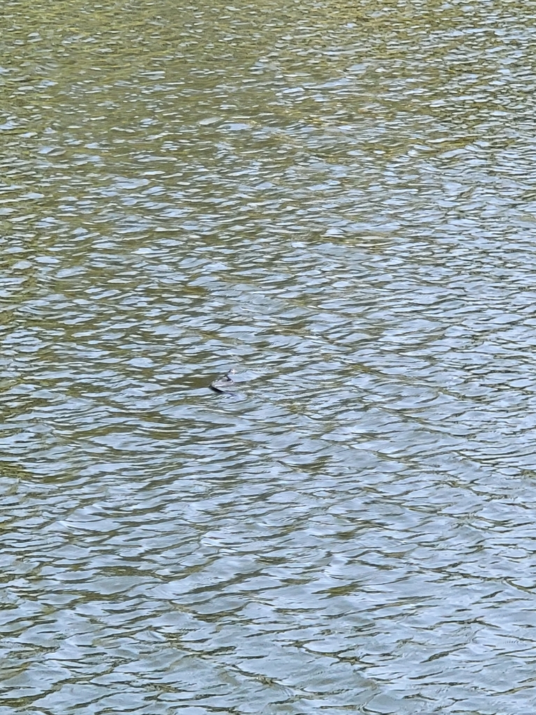 Snakes from Sallie Mood & Sulgrave SB, Savannah, GA 31406, USA on April ...