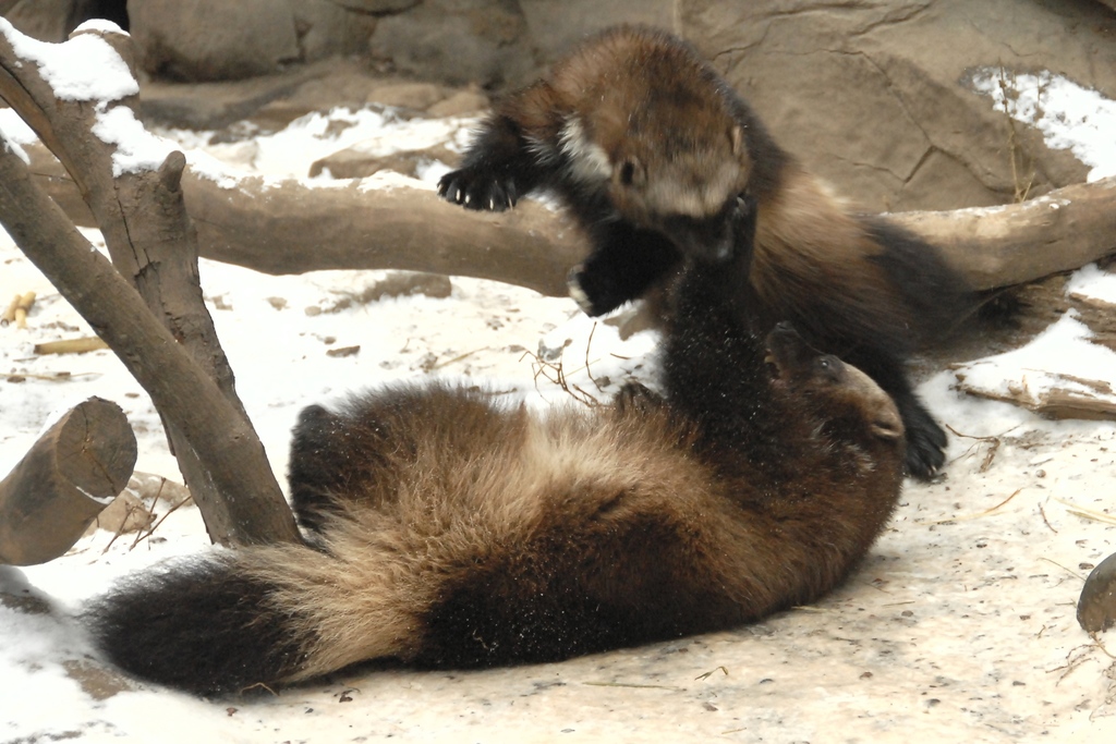 Wolverine (Gulo gulo) - Know Your Mammals