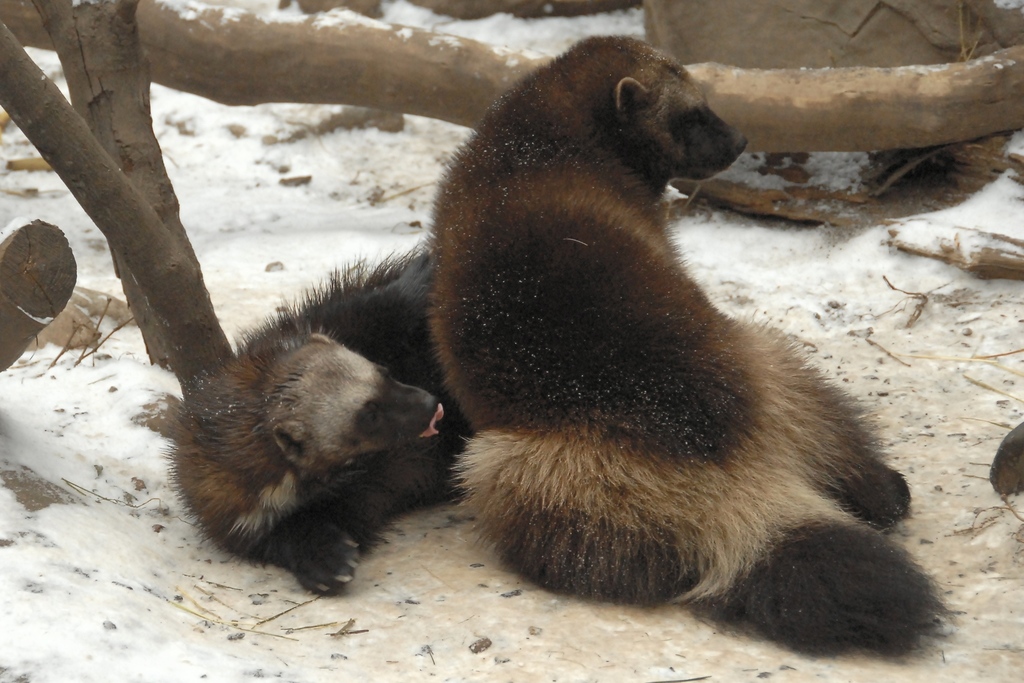 American Wolverine (Gulo gulo luscus) - Know Your Mammals