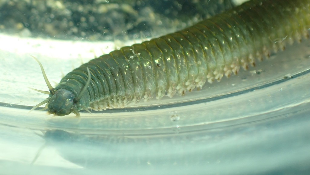 Pile Worm from Seal Bay / Cloudcroft on March 16, 2021 at 03:52 PM by ...