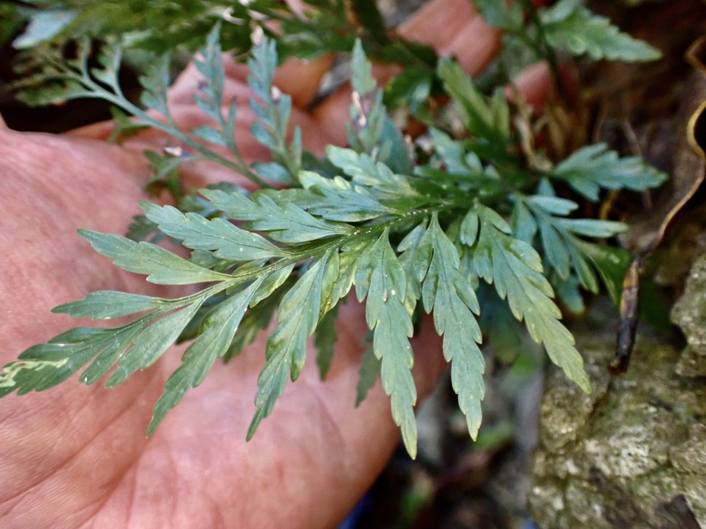 Ground Spleenwort from Mount Hutt, New Zealand on March 19, 2021 at 01: ...