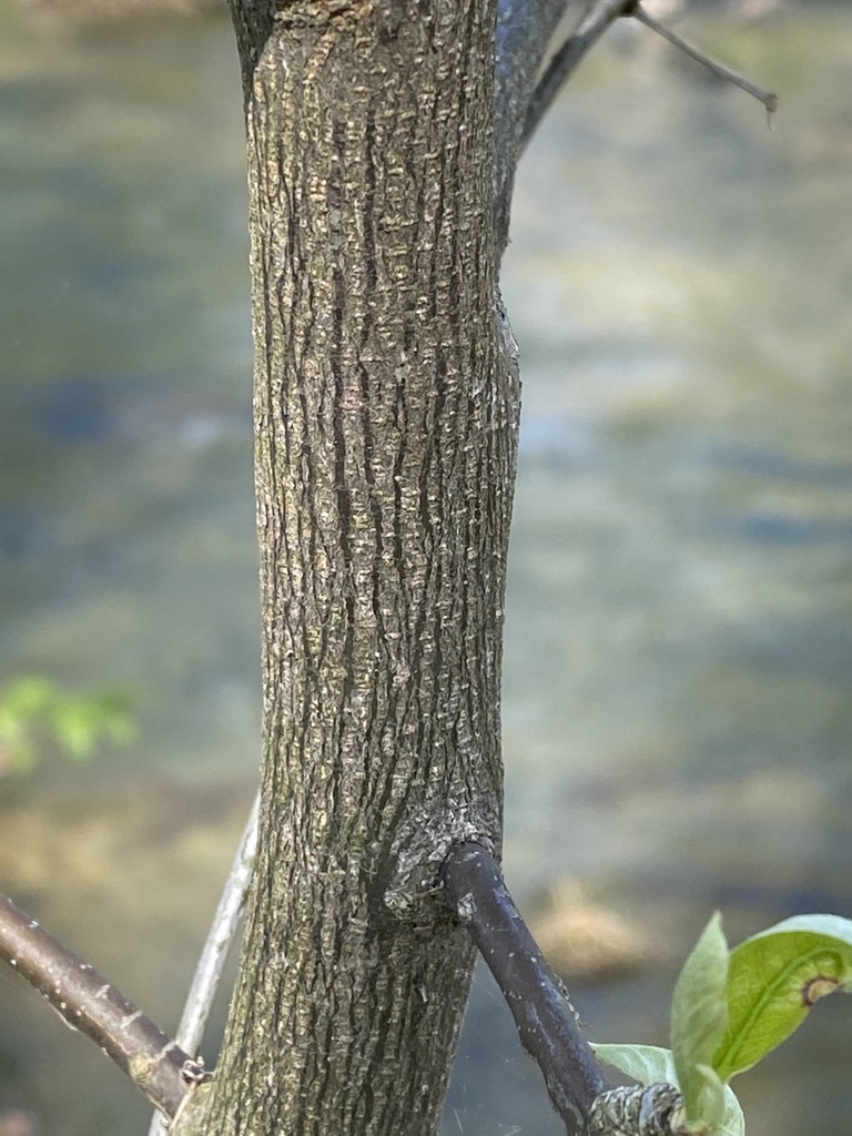 Buckthorn Bully (Sideroxylon lycioides) - Botanical Realm