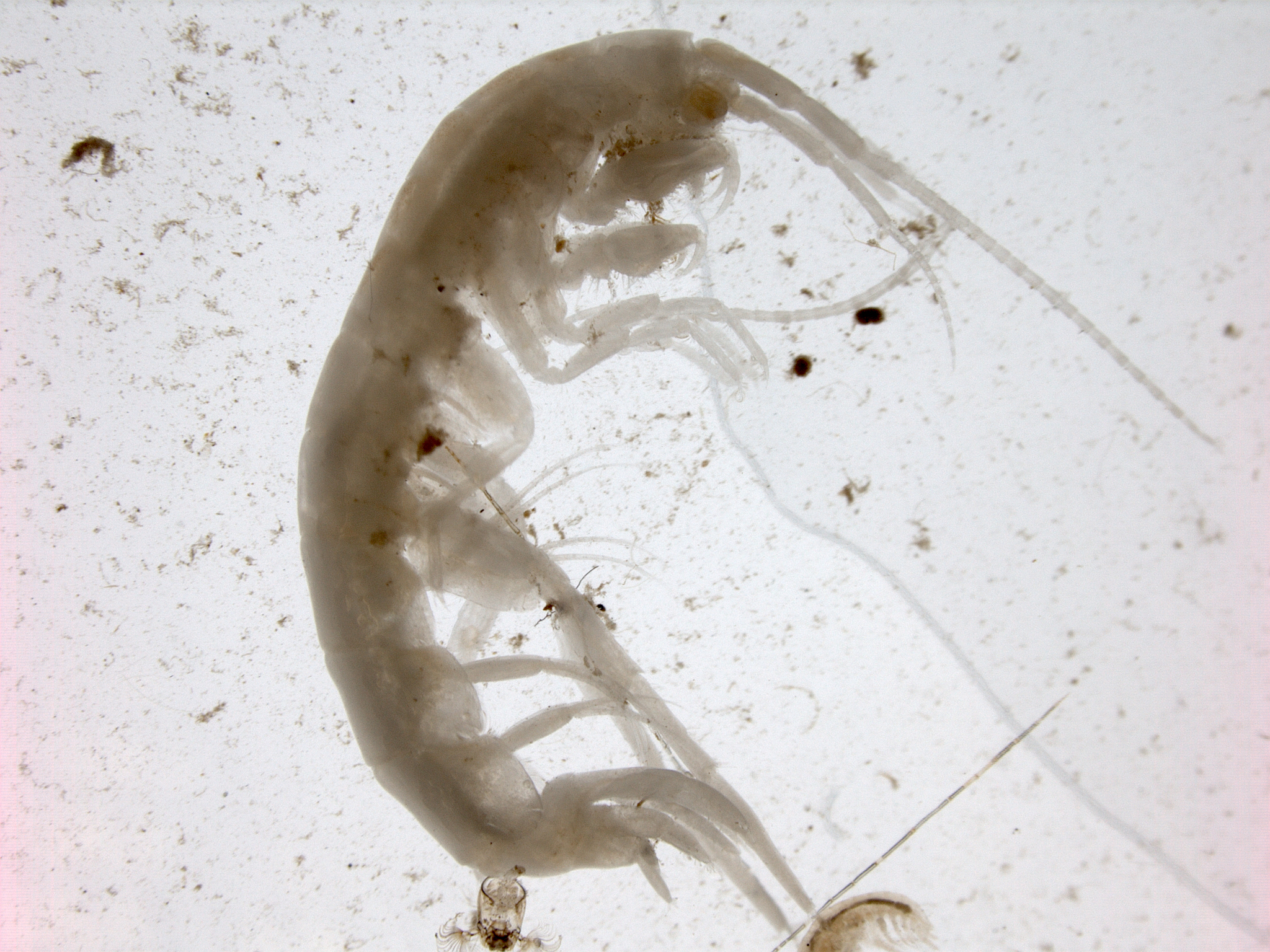 Stygobromus alabamensis (Stout, 1911)