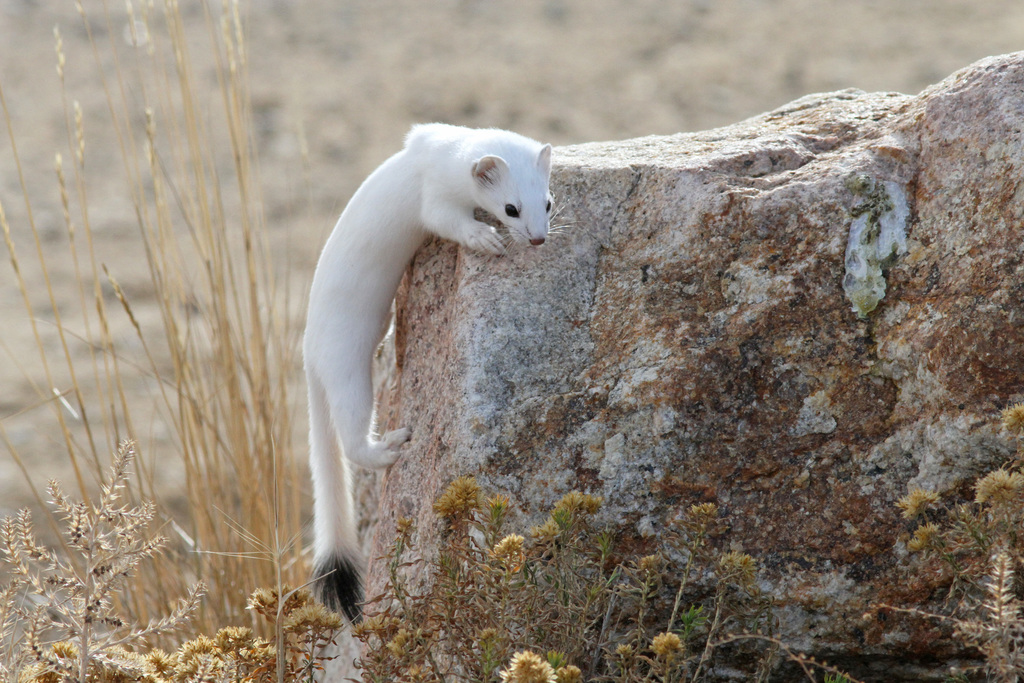 Long-tailed Weasel from eleven mile reservoir on November 26, 2017 by ...