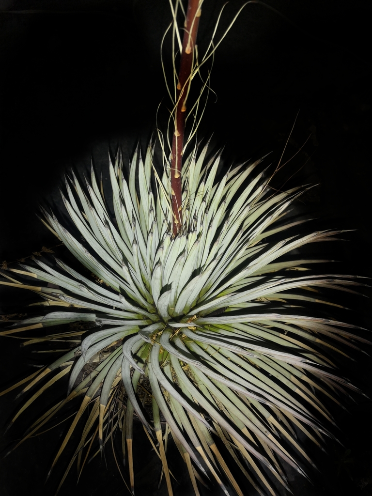 Agave rzedowskiana in April 2021 by Ana Nuño · iNaturalist