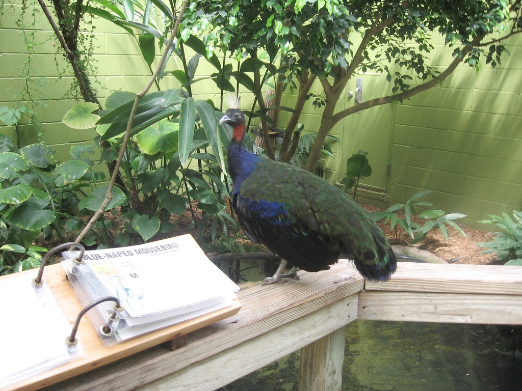 Congo Peafowl (Afropavo congensis) - Avian Discovery