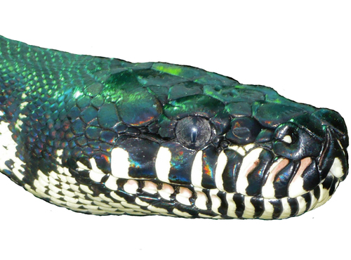 Boelen’s Python (Morelia boeleni) · iNaturalist