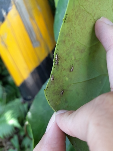 Genus Isopterus · iNaturalist