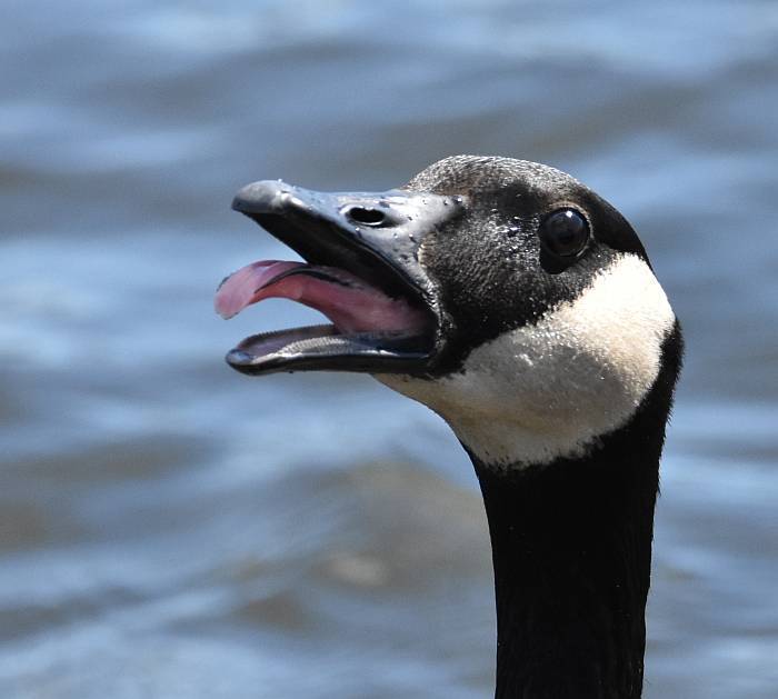 Canada Goose (Casa Tortuga) · iNaturalist Canada