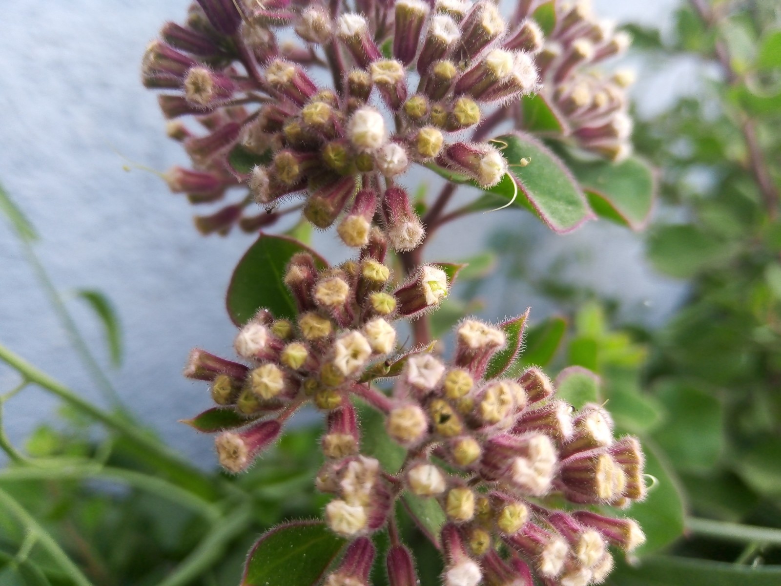 Salpianthus arenarius Humb. & Bonpl.