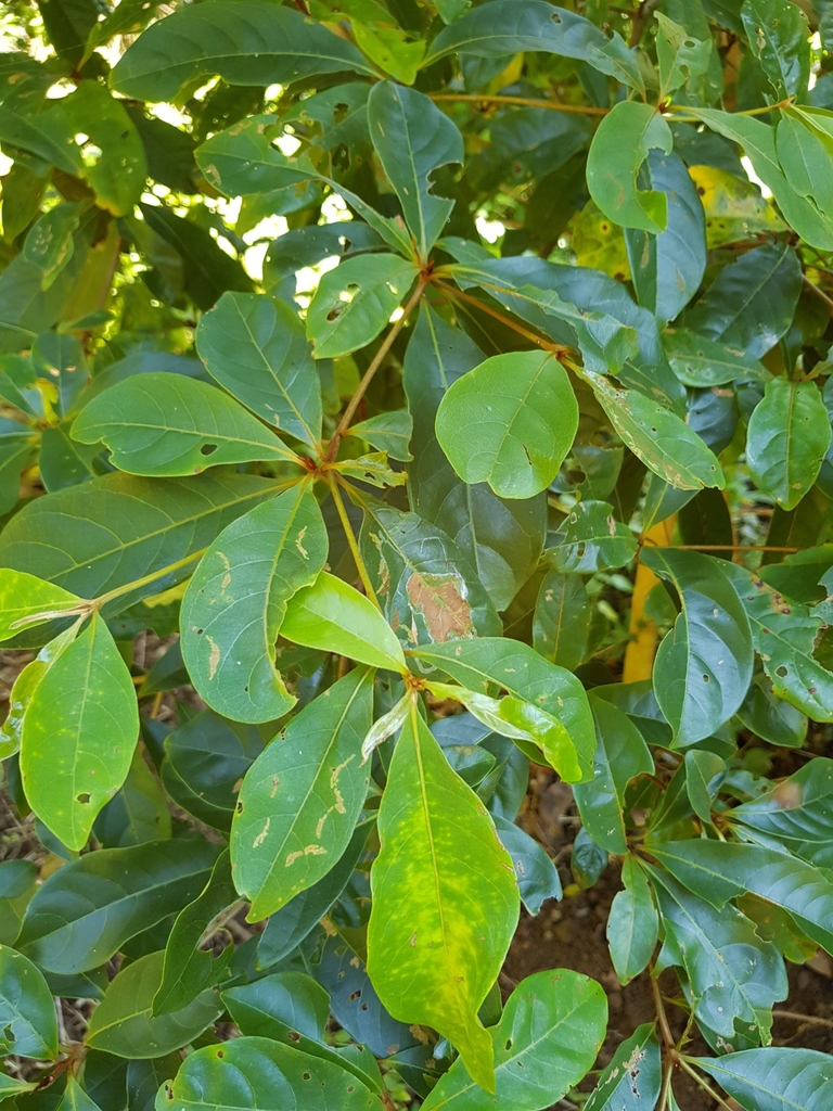 (Terminalia microcarpa) - Botanical Realm