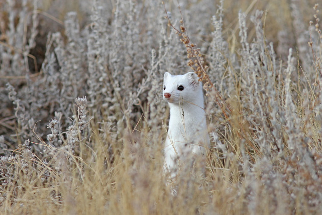 Long-tailed Weasel from Colorado 80820, USA on November 26, 2017 at 12: ...