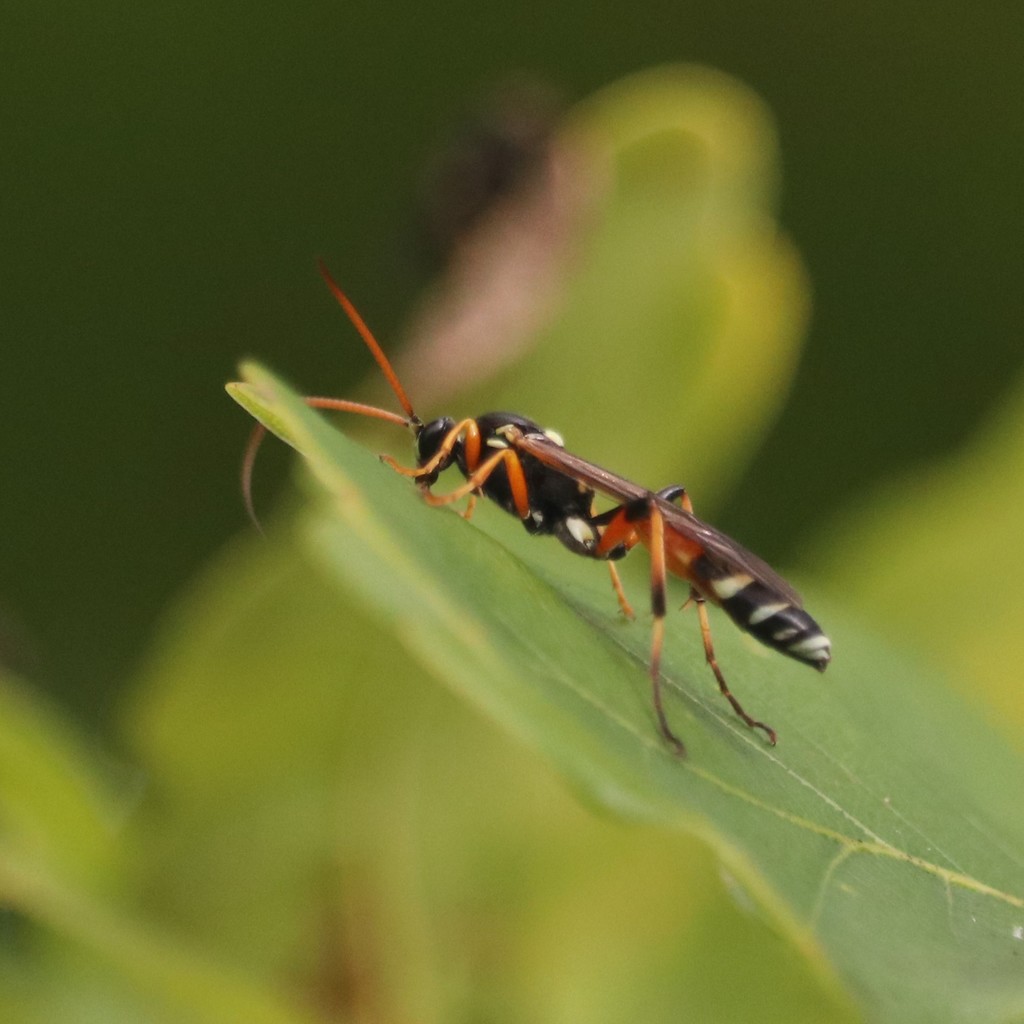 Armyworm Parasitoid Wasp from Jarrahmond VIC 3888, Australia on April ...