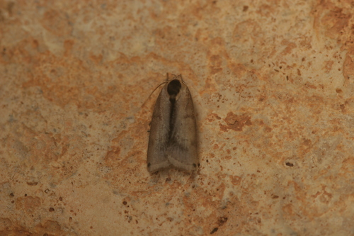Stenoma melanixa · iNaturalist