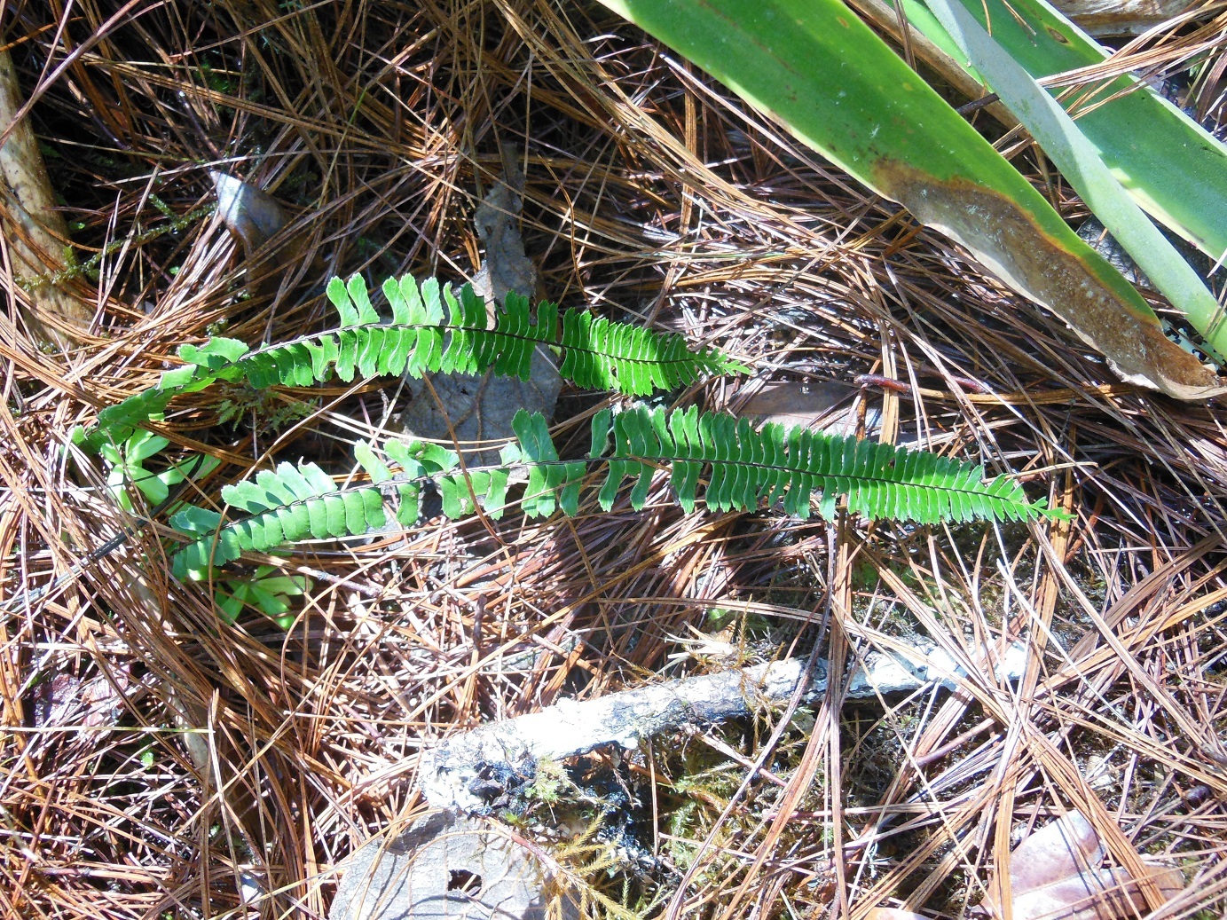 Asplenium formosum Willd.