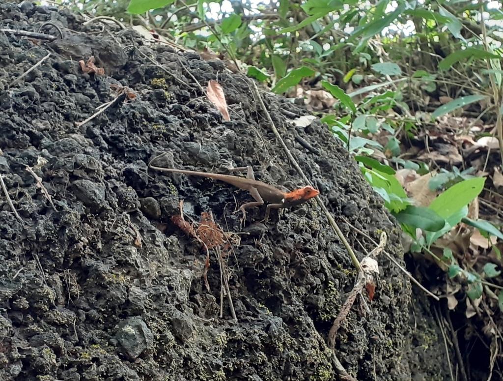Roux's Forest Lizard from Kerala 671314, India on April 13, 2021 at 12: ...