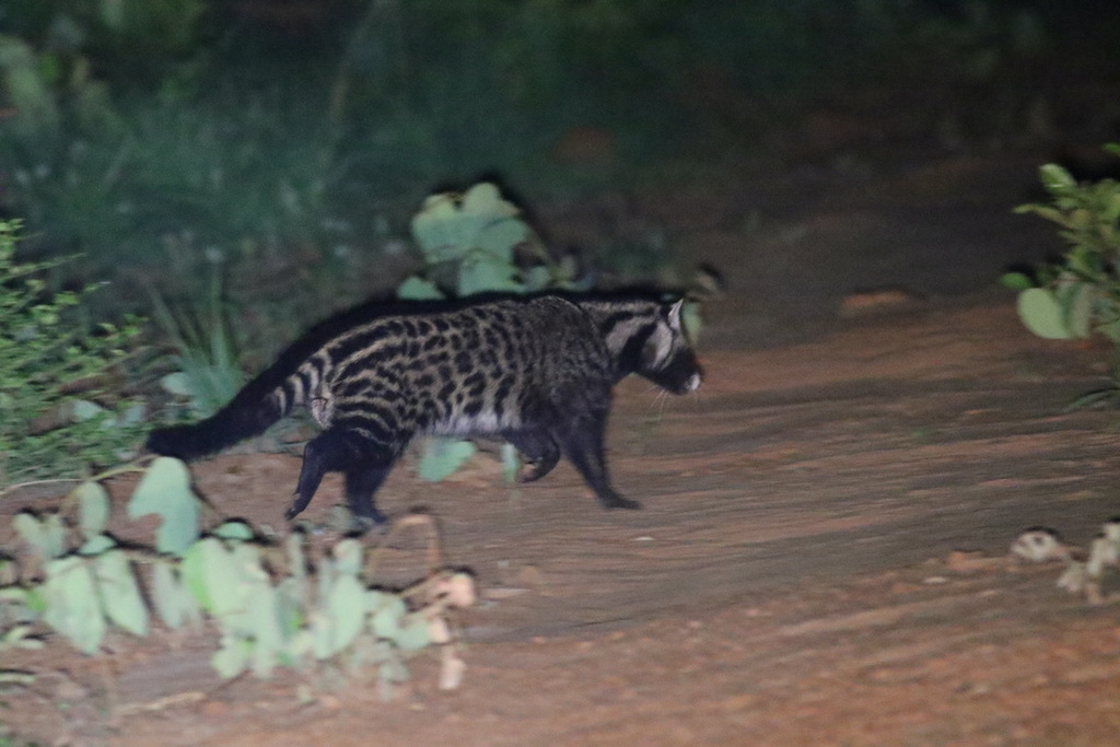 African Civet from Rafaï, Mbomou, Central African Republic on April 3 ...
