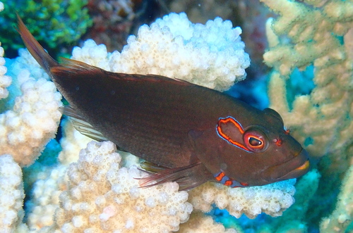 Arc-eye Hawkfish (Field guide to fishes of the Coral Sea Marine Park ...