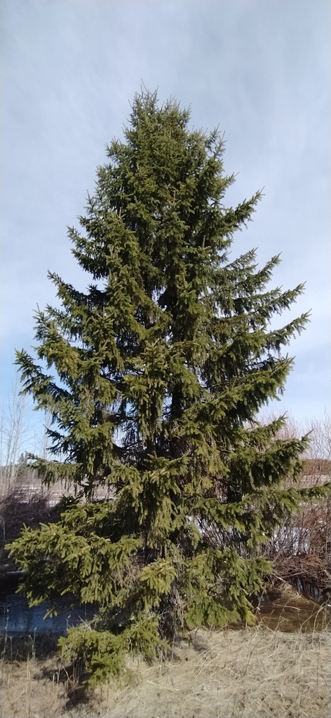 Siberian spruce from Свердловская обл., Россия, 624931 on April 13 ...