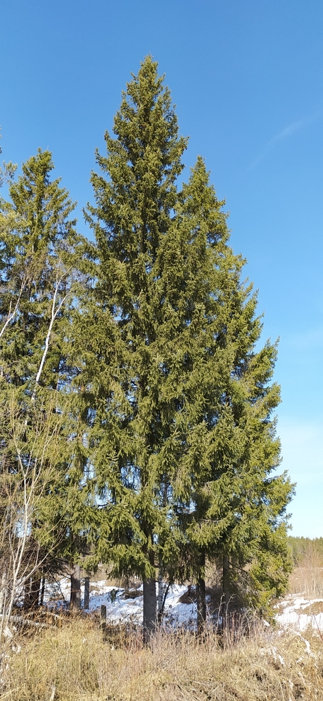 Siberian spruce from Свердловская обл., Россия, 624931 on April 13 ...