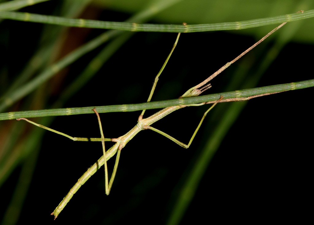 Margin-winged Stick Insect in November 2017 by juliegraham173 · iNaturalist