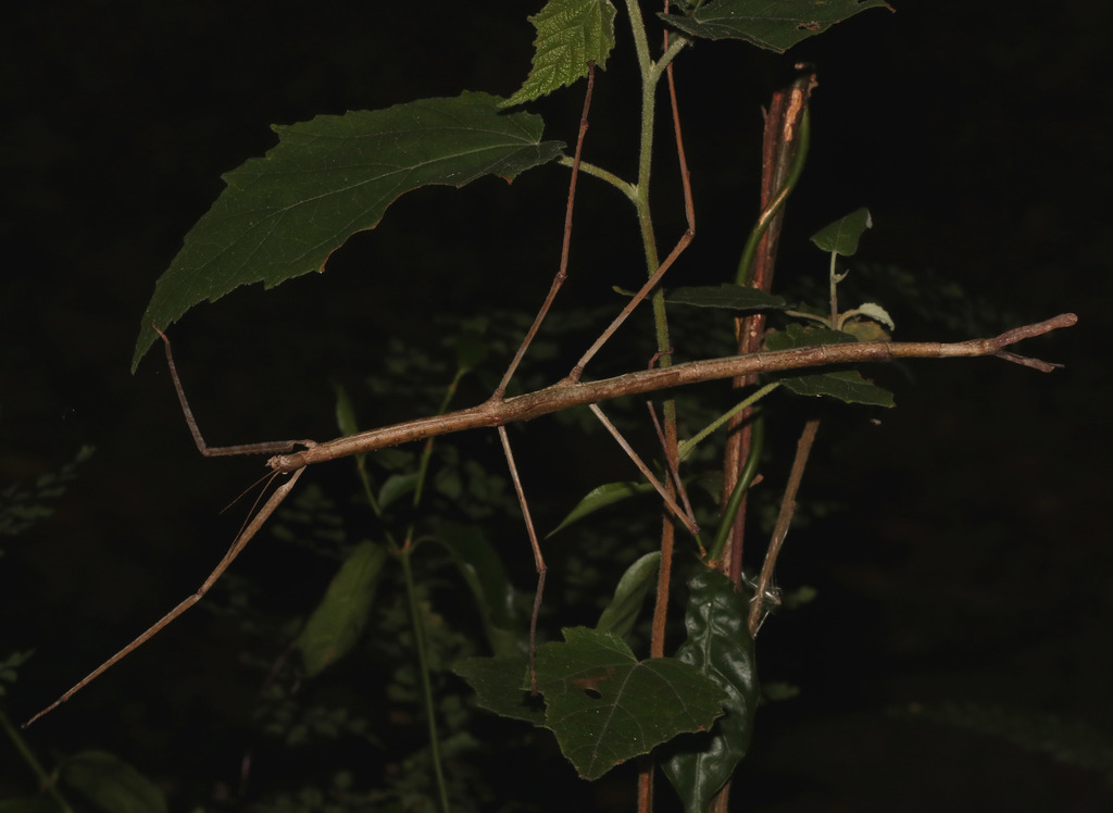 Margin-winged Stick Insect in February 2018 by juliegraham173 · iNaturalist
