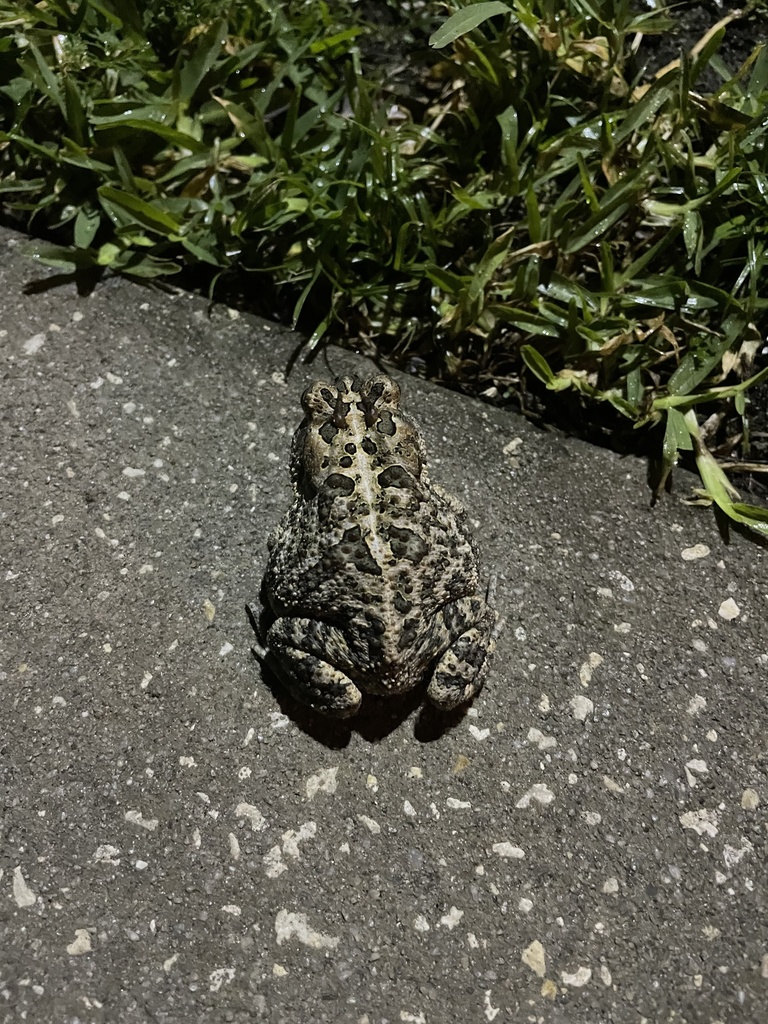 North American Toads from Cypress Woods Dr, Orlando, FL, US on April 10 ...