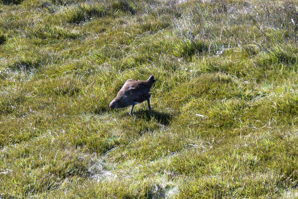 Tasmanian Native-hen from Kentish, Cradle Mountain-Lake St Clair ...