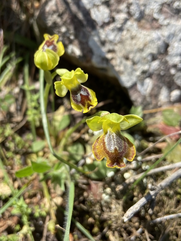Dark Yellow Bee-orchid from Chaidari, Chaidari, Athènes, GR on April 11, 2021 at 01:53 PM by ...