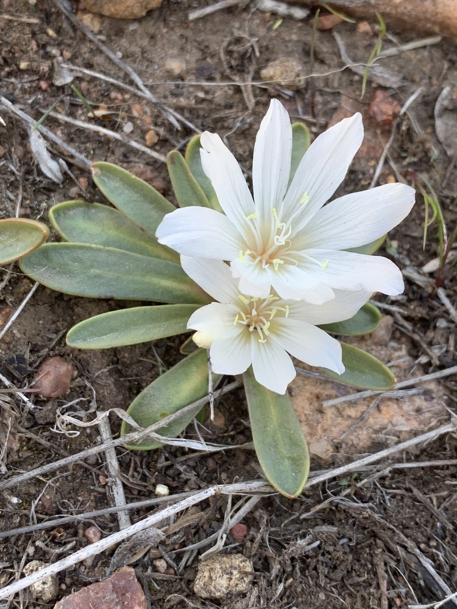 Lewisia brachycalyx Engelm. ex A.Gray