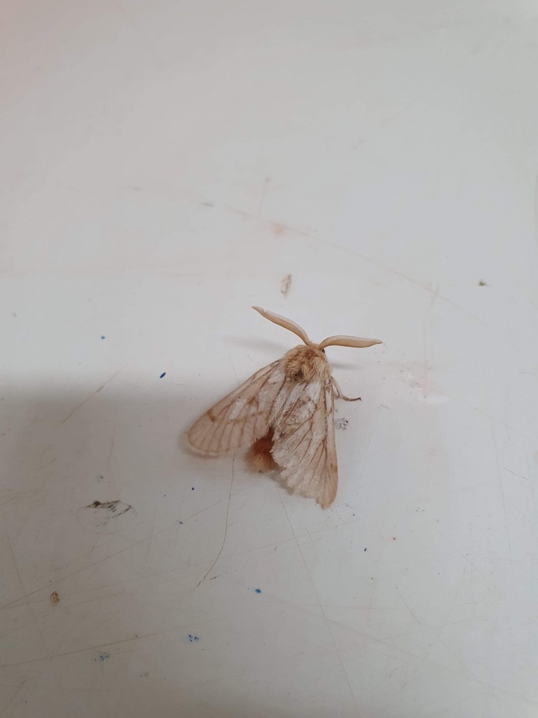 Bag-shelter Moth from Telfer, WA, AU on April 13, 2021 at 09:37 PM by ...