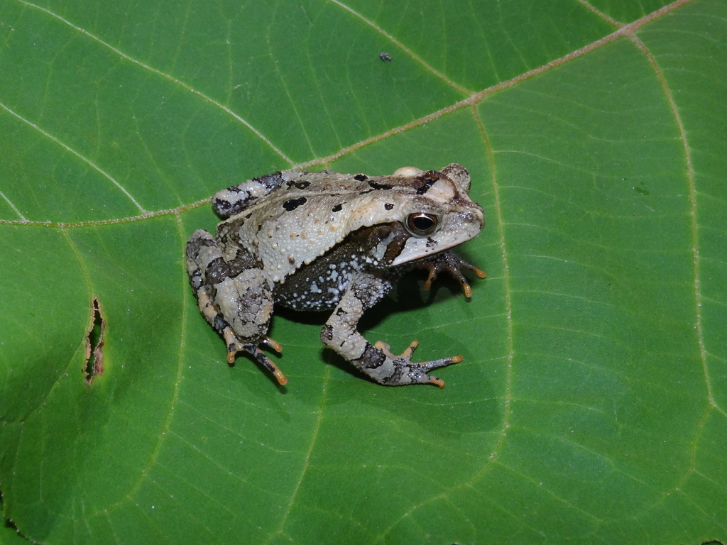 Large-crested toad in July 2013 by Chris Grünwald Herp.mx. Another real ...