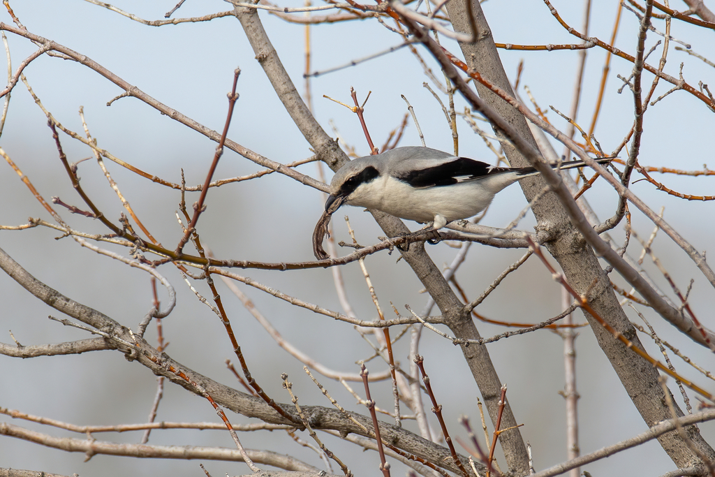 Viviparous Lizard from Kamenskiy rayon, Sverdlovsk, Russia on April 11 ...