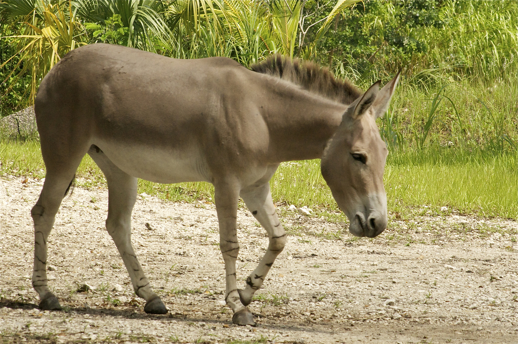 Somali Wild Ass (Equus africanus somaliensis) - Know Your Mammals