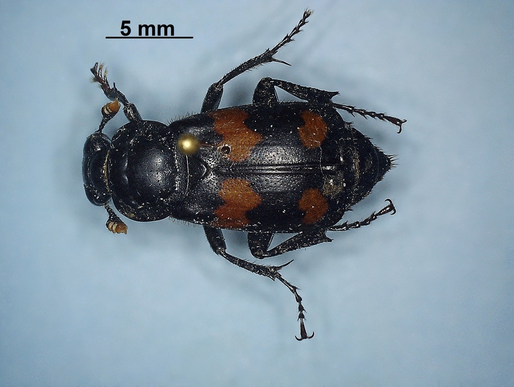 Roundneck Sexton Beetle from Windsor, QC, Canada on August 3, 2003 by ...