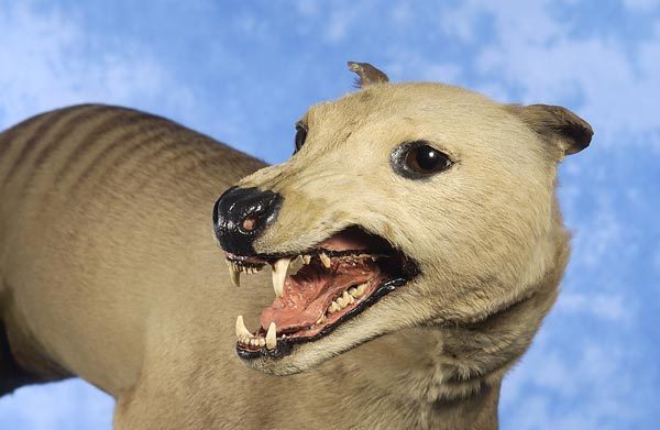 Thylacine (Thylacinus cynocephalus) - Know Your Mammals
