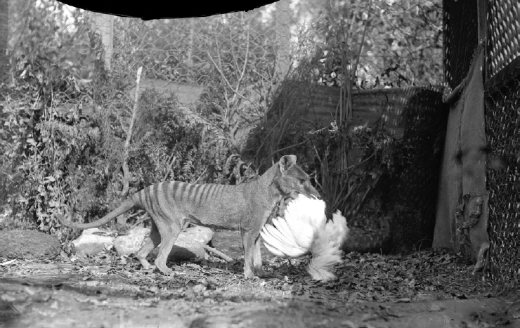 Thylacine (Thylacinus cynocephalus) - Know Your Mammals